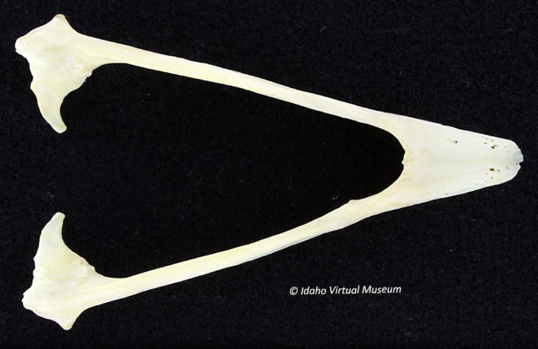 GLOSSARY | Bald Eagles